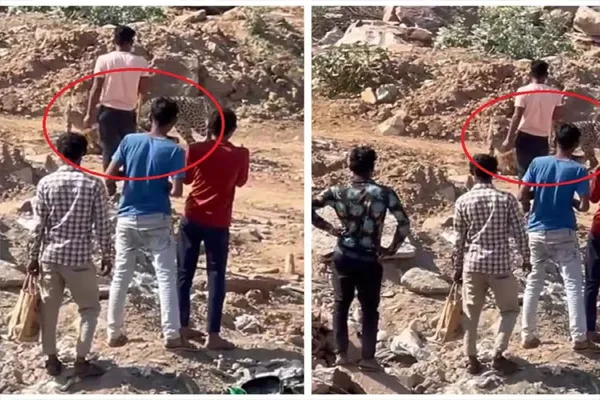 कूनो से बाहर निकले 5 चीते, बछड़े पर झपट्टा; ग्रामीणों ने भांजी लाठियां, पत्थर भी मारे- देखें ...